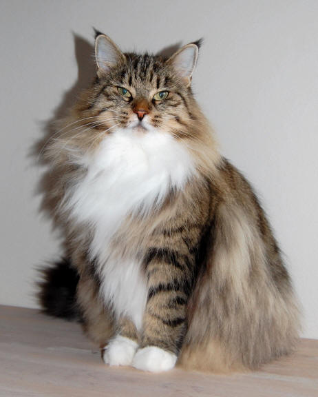 Rakías - Norske Skovkatte